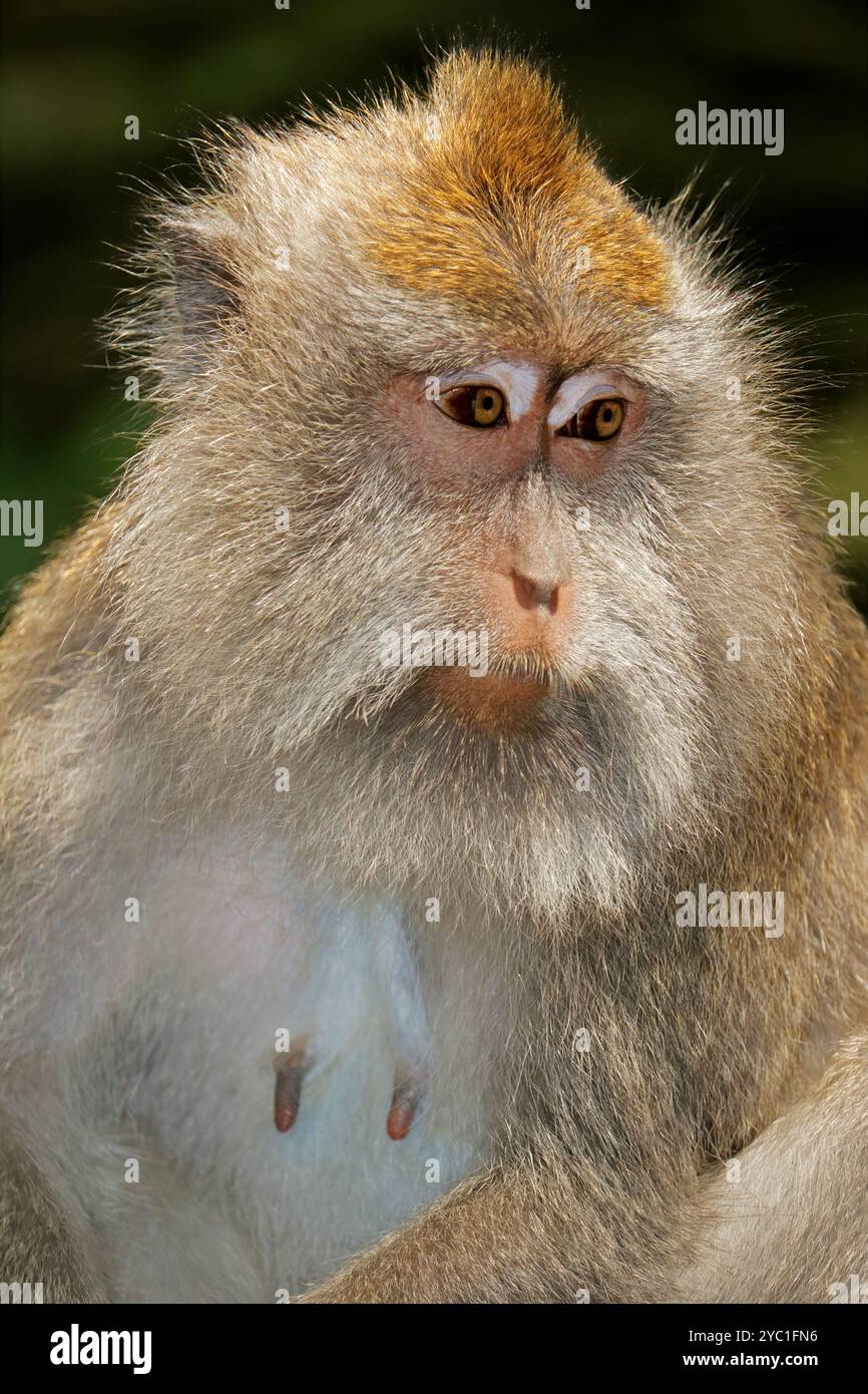 Portrait of a Balinese long-tailed monkey (Macaca fascicularis), Ubud ...