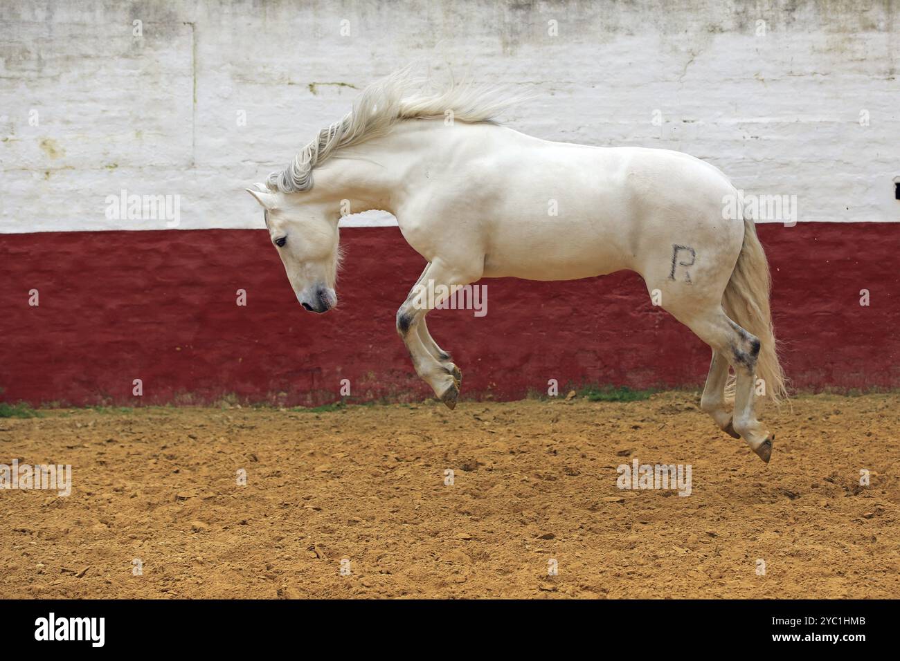 Andalusian horse, jumping, arena, grey horse Stock Photo - Alamy