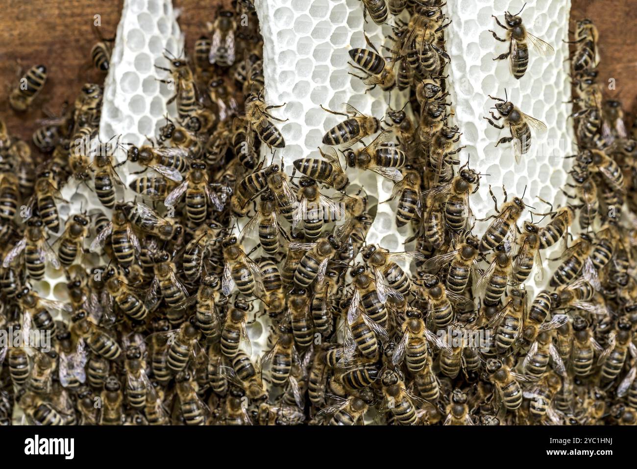 Open beehive construction hi-res stock photography and images - Alamy