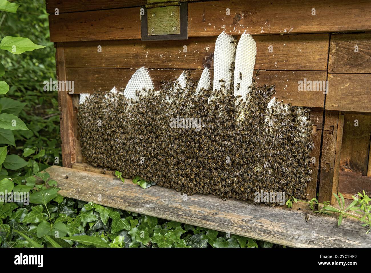 Bee colony, many bees, Western or European honey bee (Apis mellifera ...