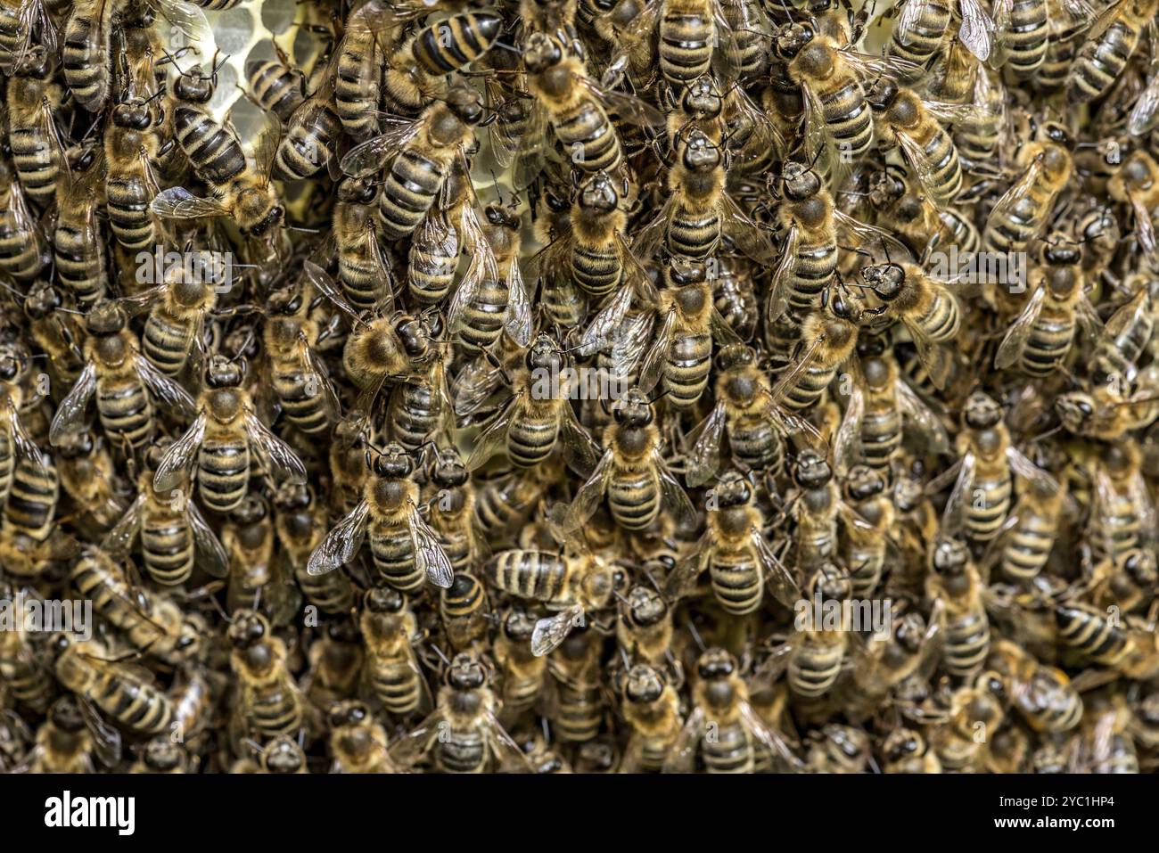 Bee colony, many bees, Western or European honey bee (Apis mellifera ...