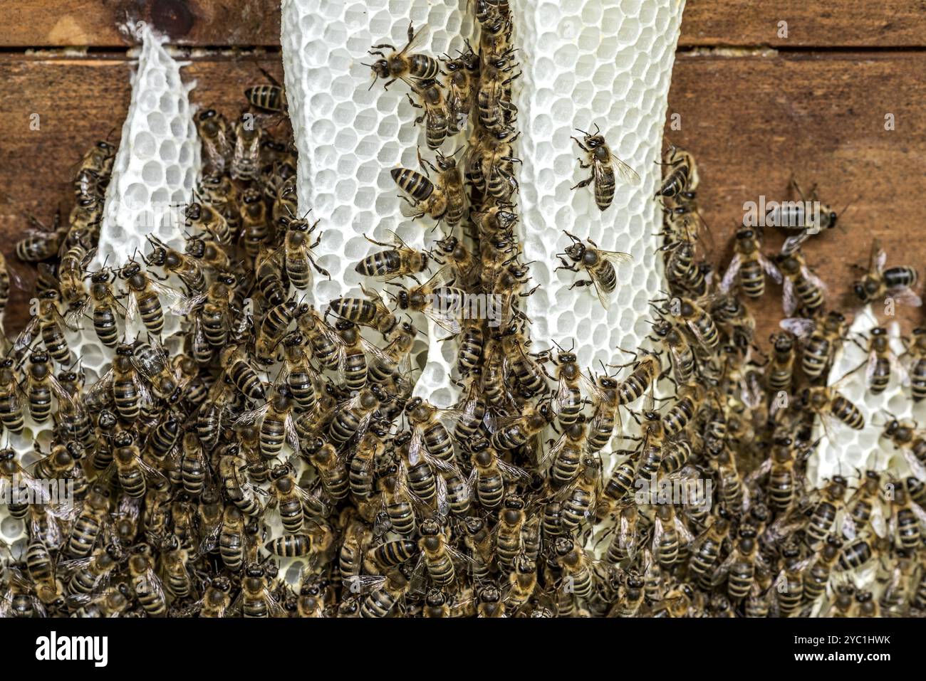 Bee colony, many bees, Western or European honey bee (Apis mellifera ...