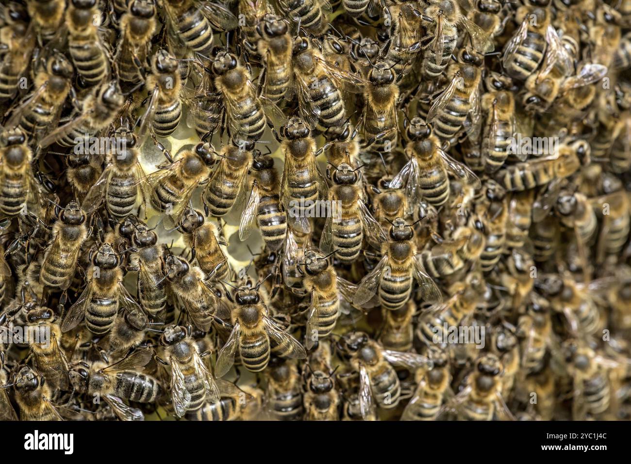 Bee colony, many bees, Western or European honey bee (Apis mellifera ...
