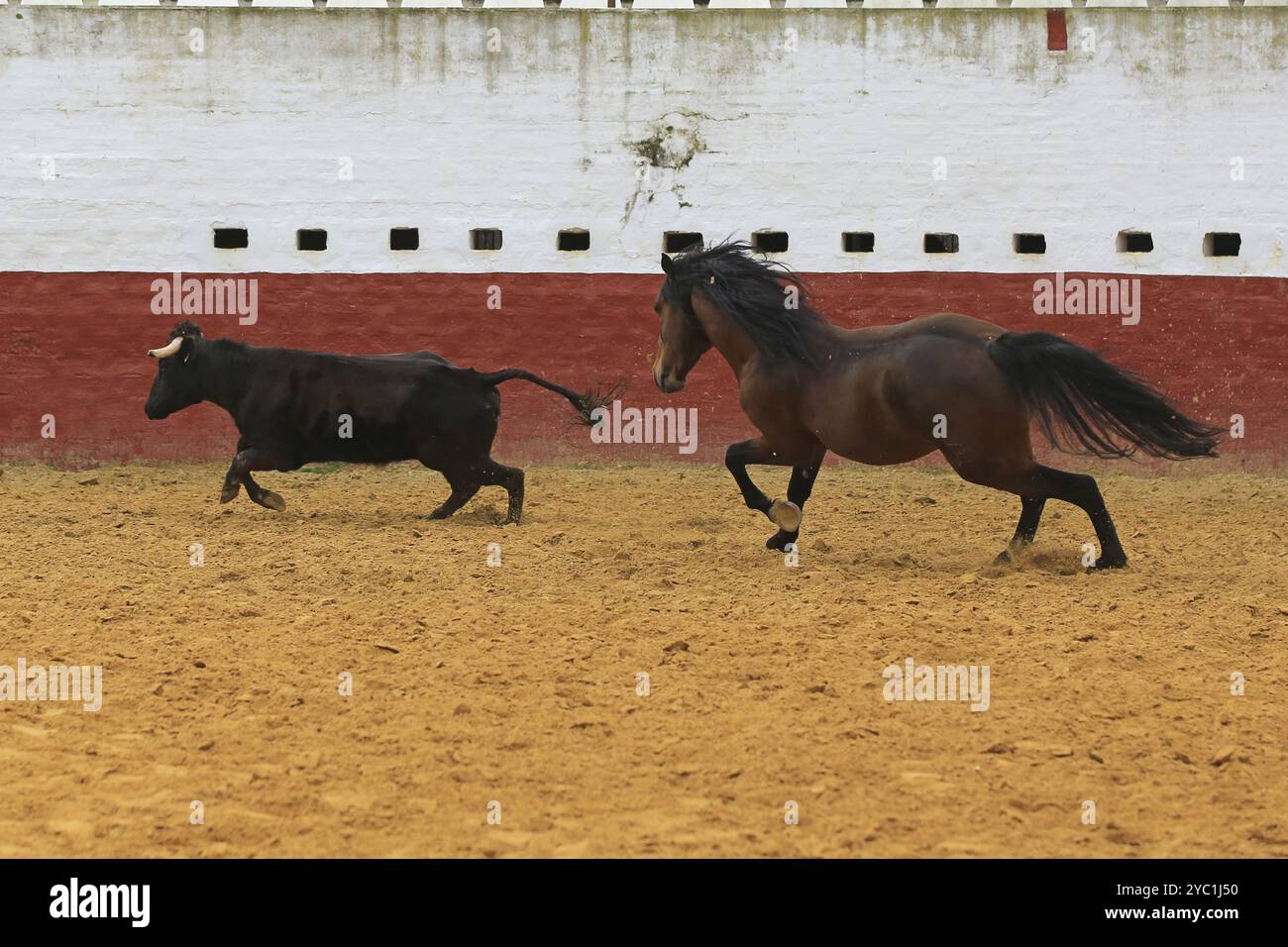 Andalusian bulls hi-res stock photography and images - Alamy
