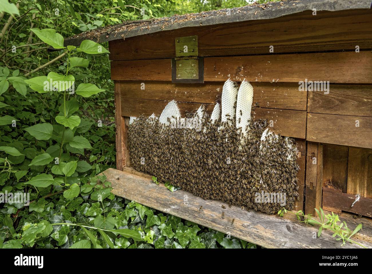 Bee colony, many bees, Western or European honey bee (Apis mellifera ...