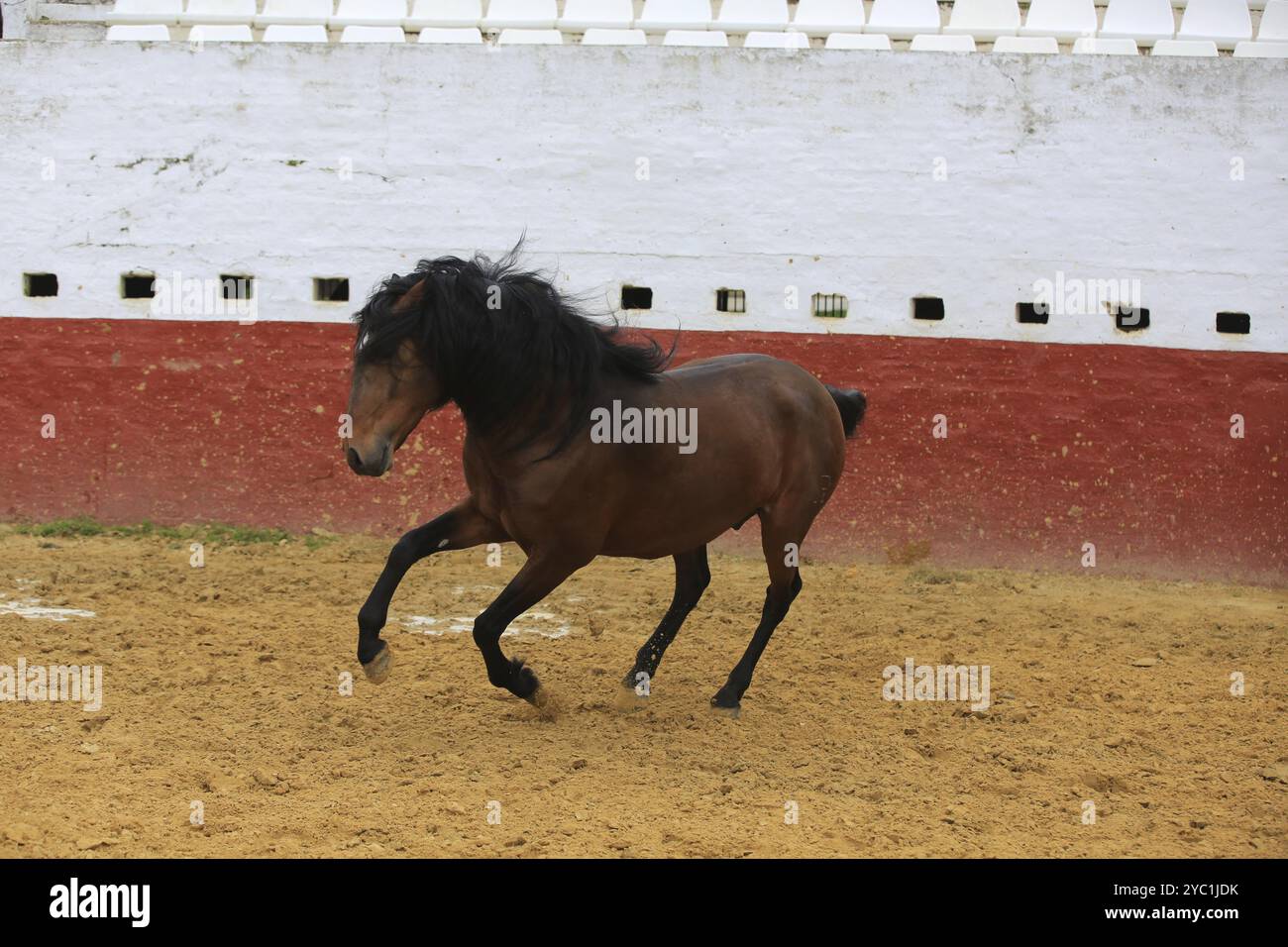 Andalusian horse, jumping, arena Stock Photo - Alamy