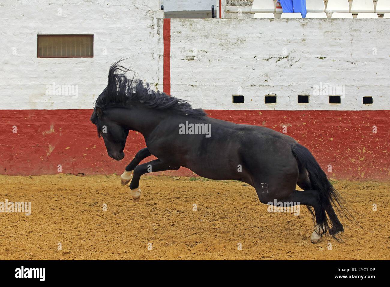 Andalusian horse, jumping, arena, black, black horse Stock Photo - Alamy