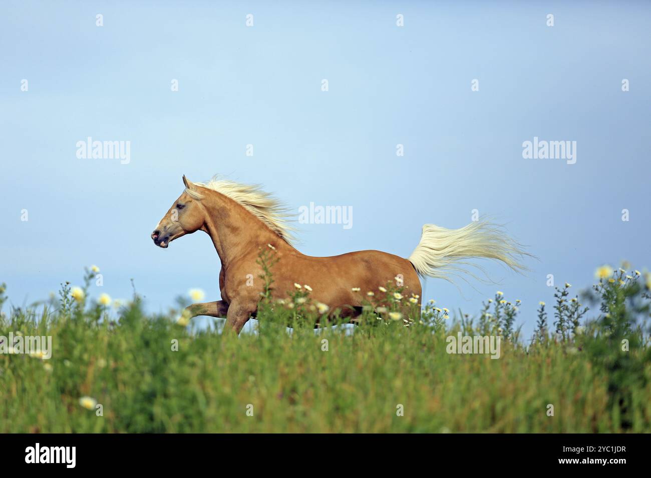 Andalusian, running, dun, horse Stock Photo - Alamy
