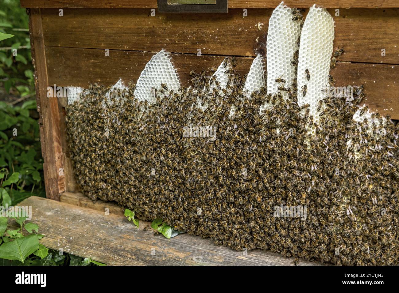Bee colony, many bees, Western or European honey bee (Apis mellifera ...