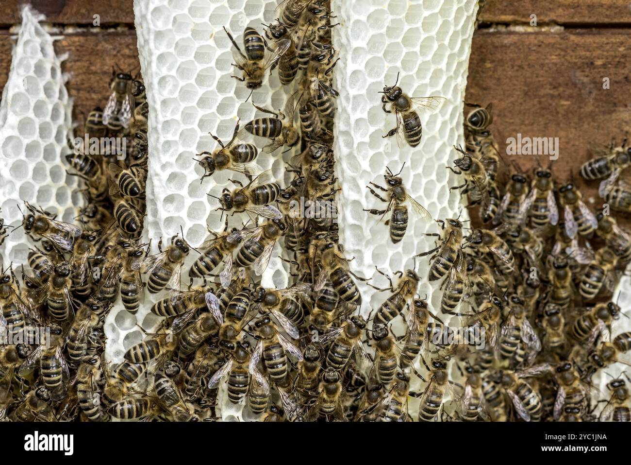 Bee colony, many bees, Western or European honey bee (Apis mellifera ...
