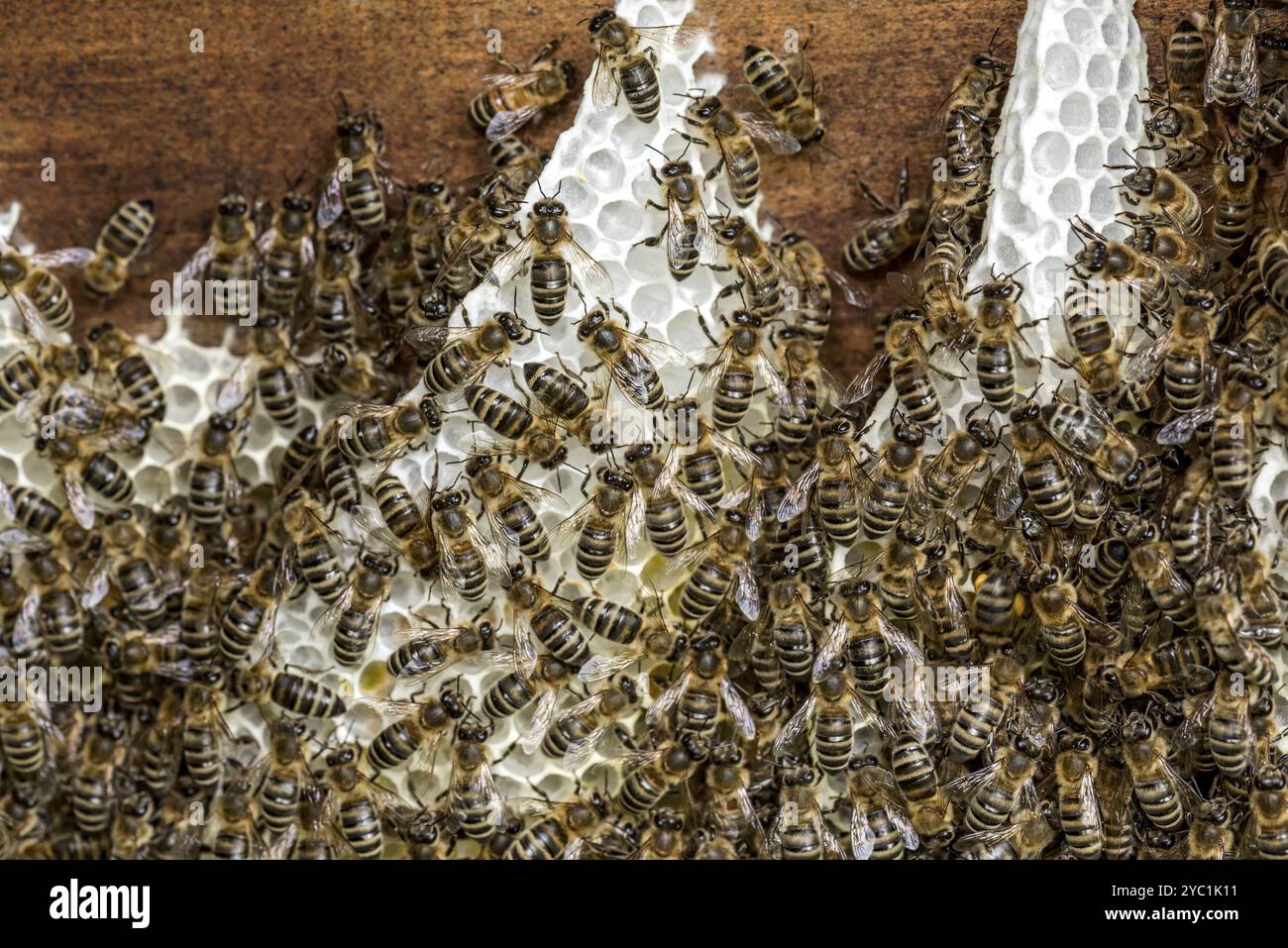 Bee colony, many bees, Western or European honey bee (Apis mellifera ...
