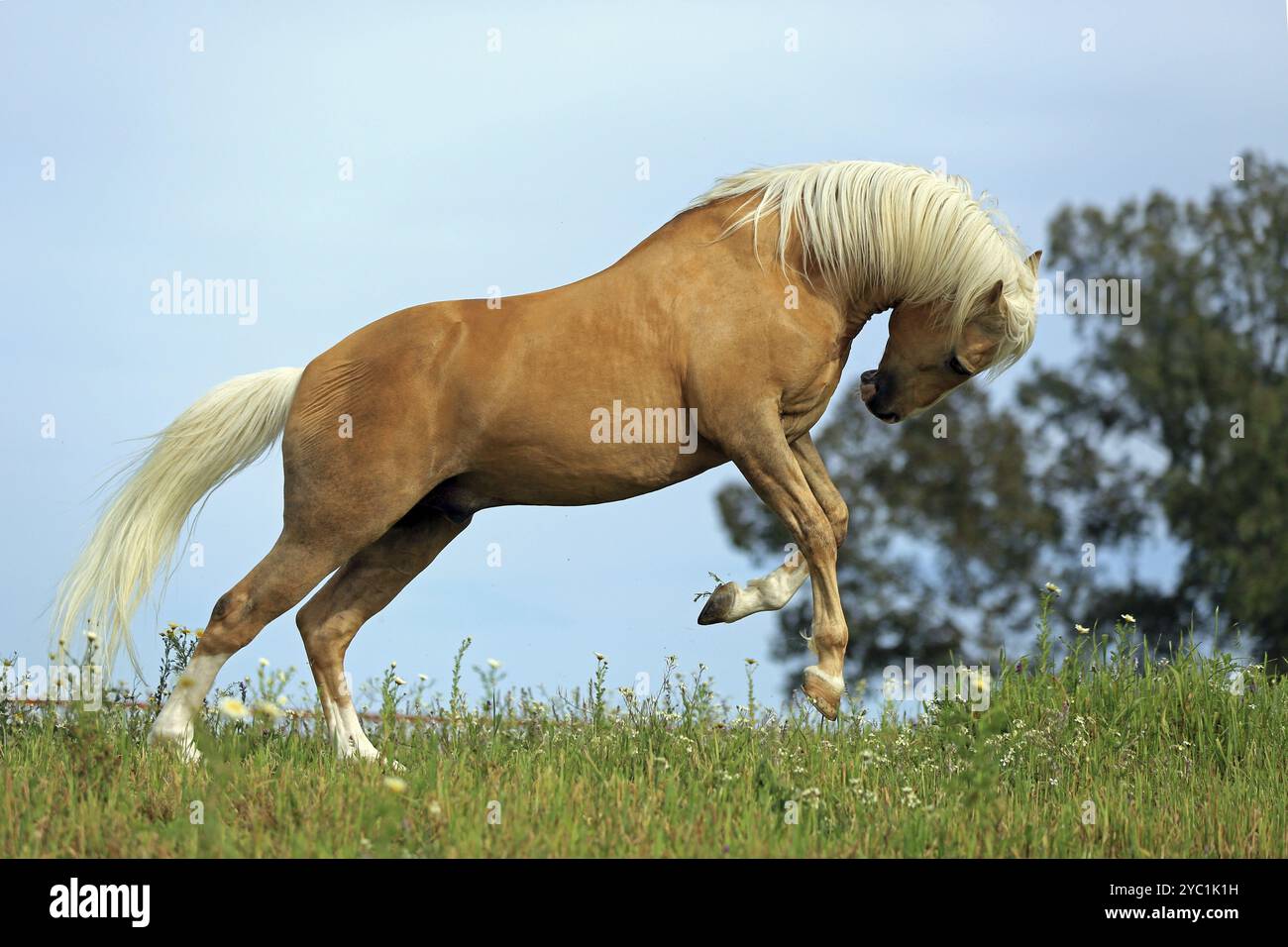 Riding running horses hi-res stock photography and images - Alamy