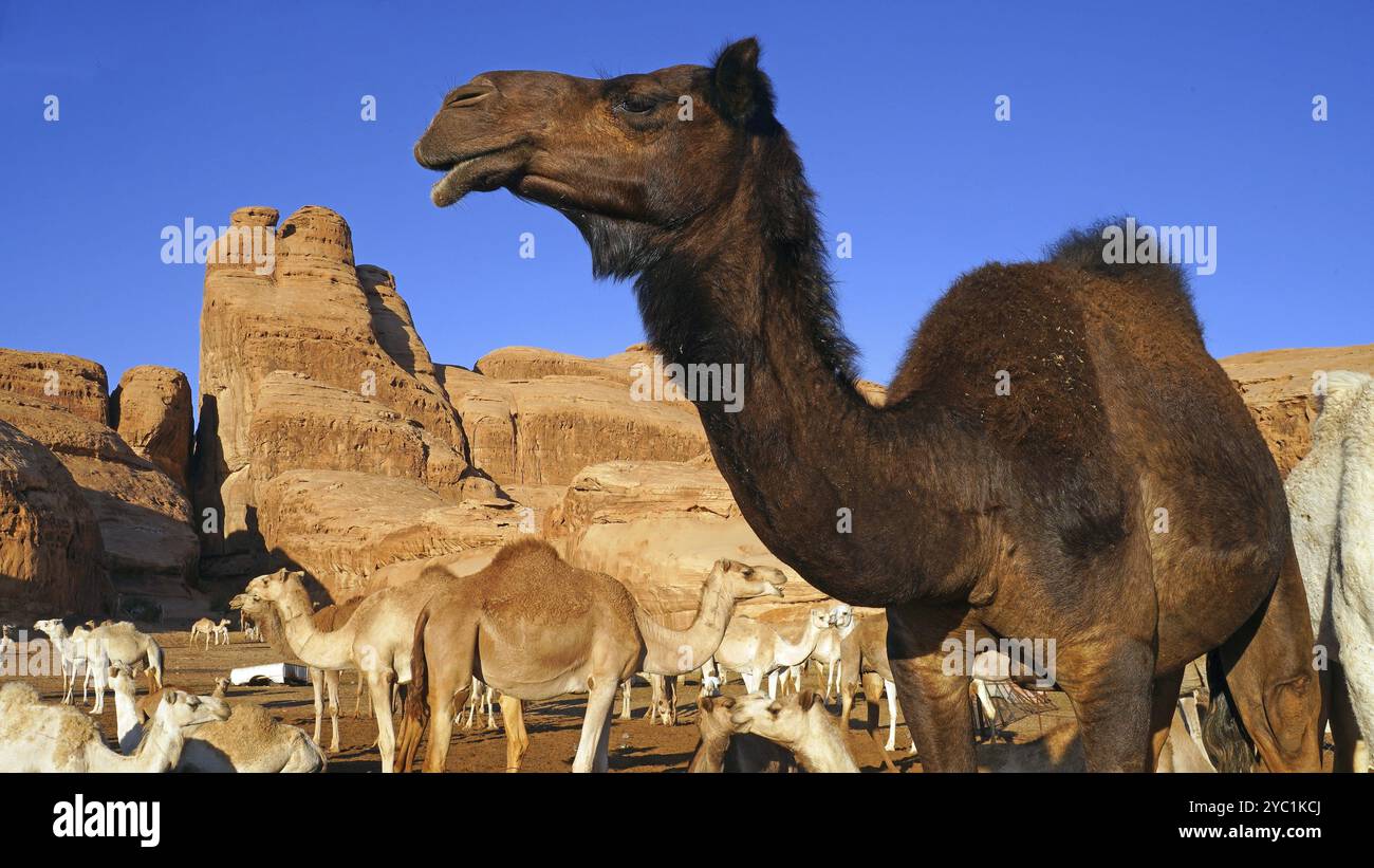 Camel, camels, (Camelidae), resting, desert, animal, animals, mammal ...