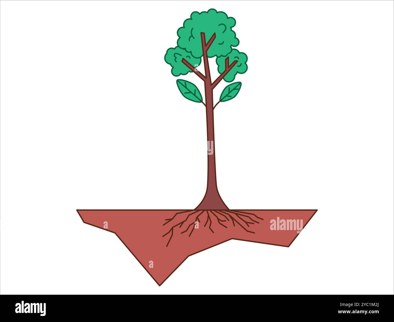 Sapling tree growth phase stage cultivation gardening progress step ...