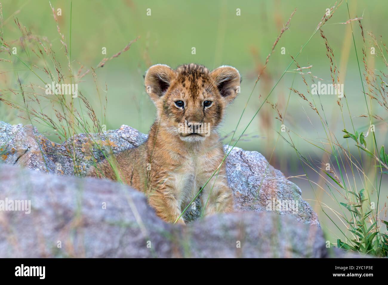African lion cub on stone in savannah. National park of Kenya, Africa ...
