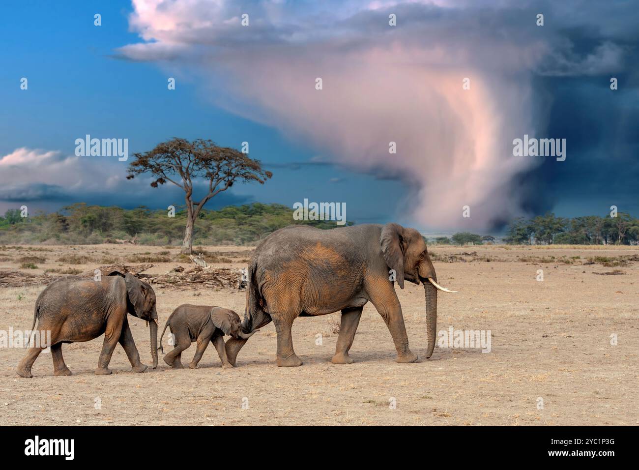 Elephant family walking through the dried up land under a stormy sky ...