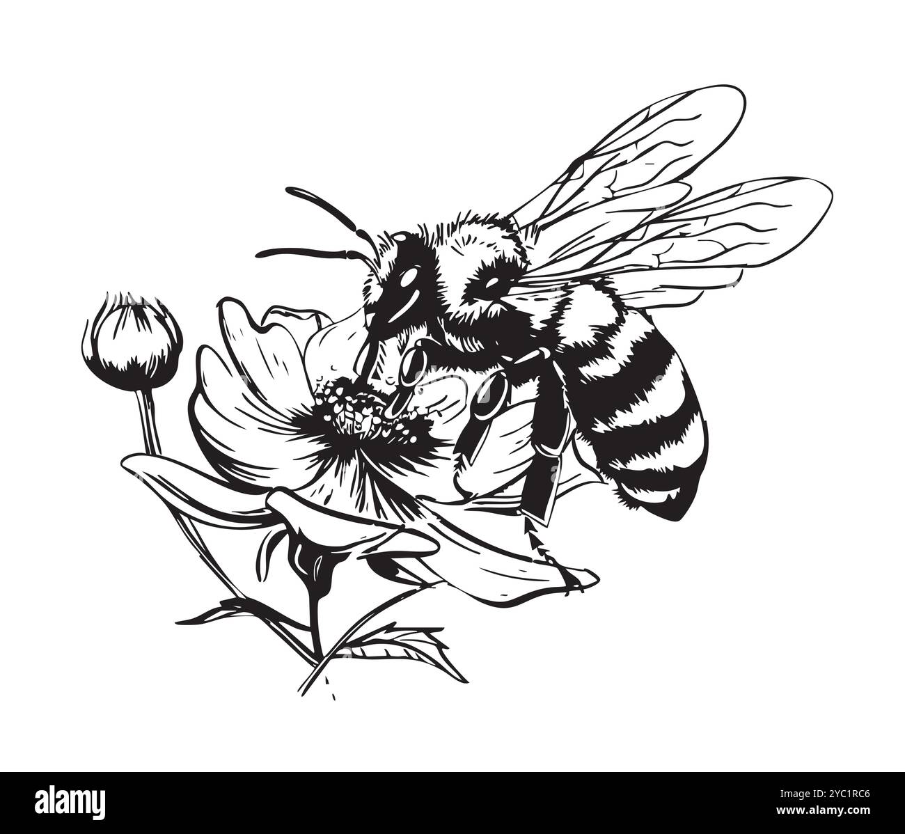 Drawing of bee on flower, Vector sketch Hand drawn illustration isolated Stock Vector Image ...