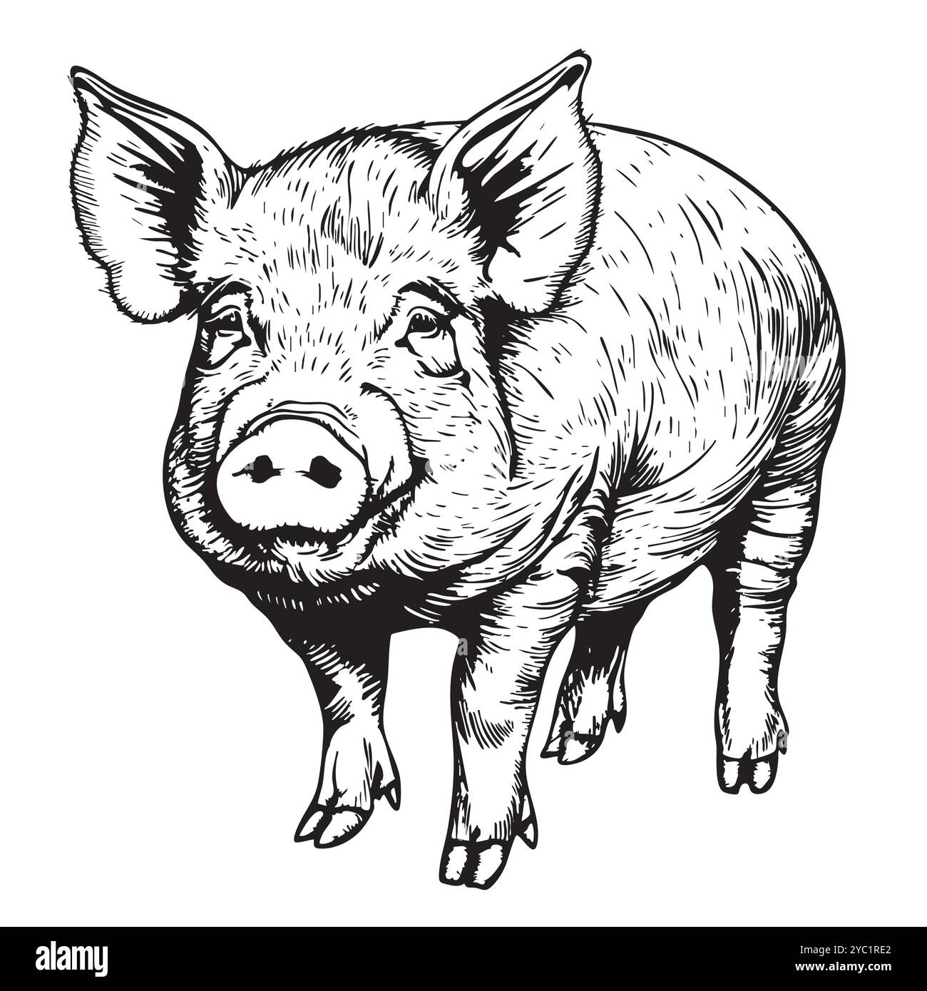 Sketch of a pig. Vector vintage illustration hand drawn cute fat pig ...