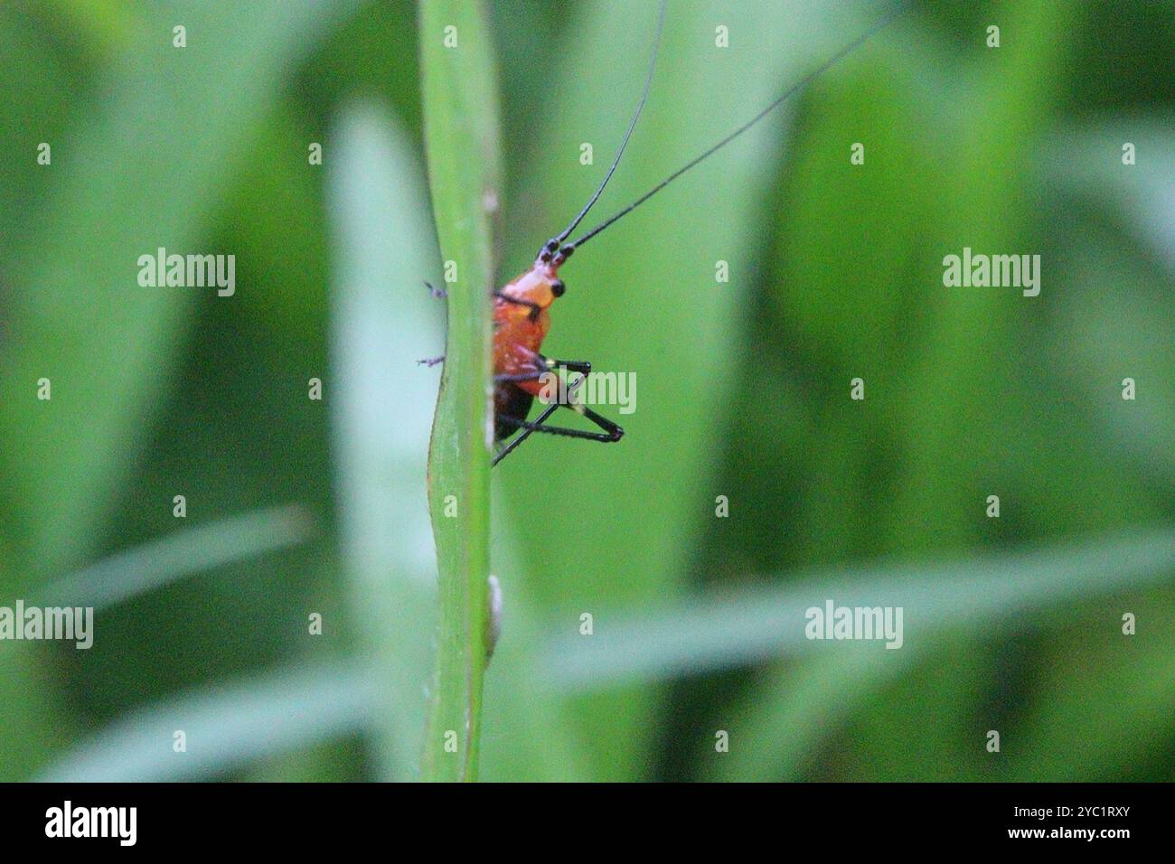 Closeup Macro photo of insect (red soldier beetles) perching on leaves ...