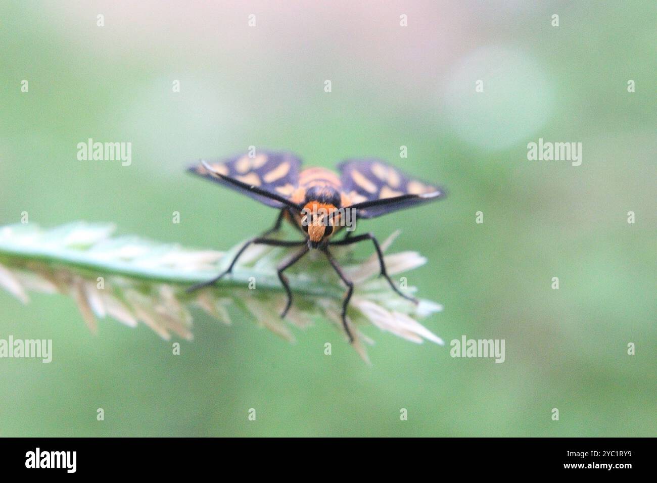 Macro photo of backside Moth insect in wild resting on plants selective ...