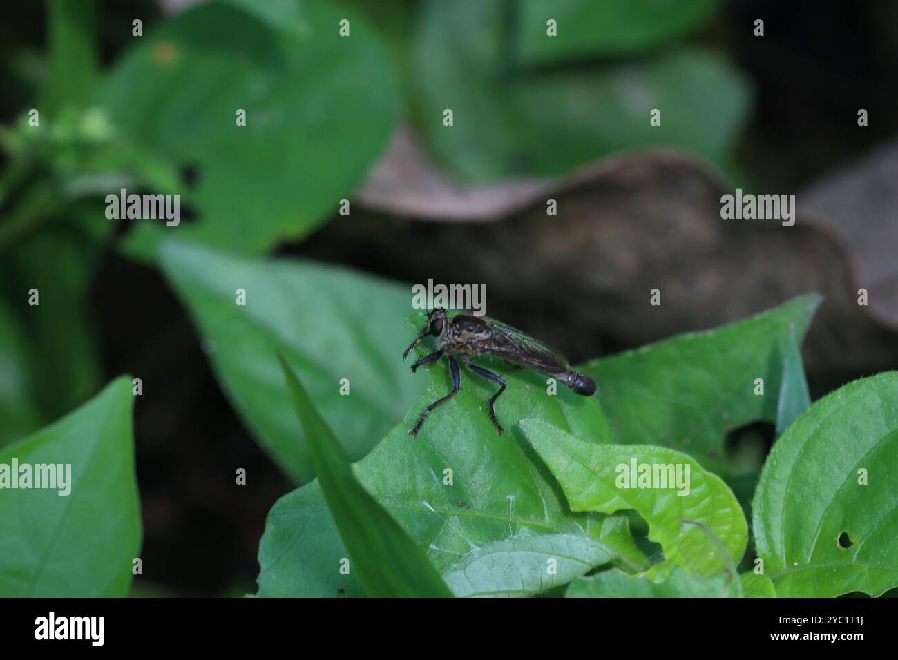 Closeup photo of insect Robber fly looking for its prey hiding in the ...