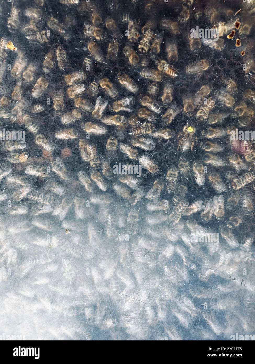 Clustered bees hi-res stock photography and images - Alamy