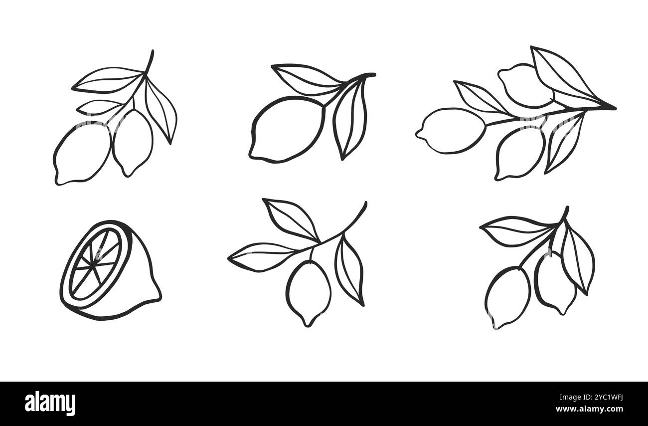 Lemon Branch Collection Sketch Citrus Doodle Set Stock Vector Image ...
