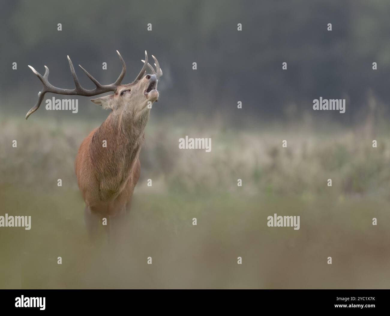 Landscape format with red deer roaring hi-res stock photography and ...