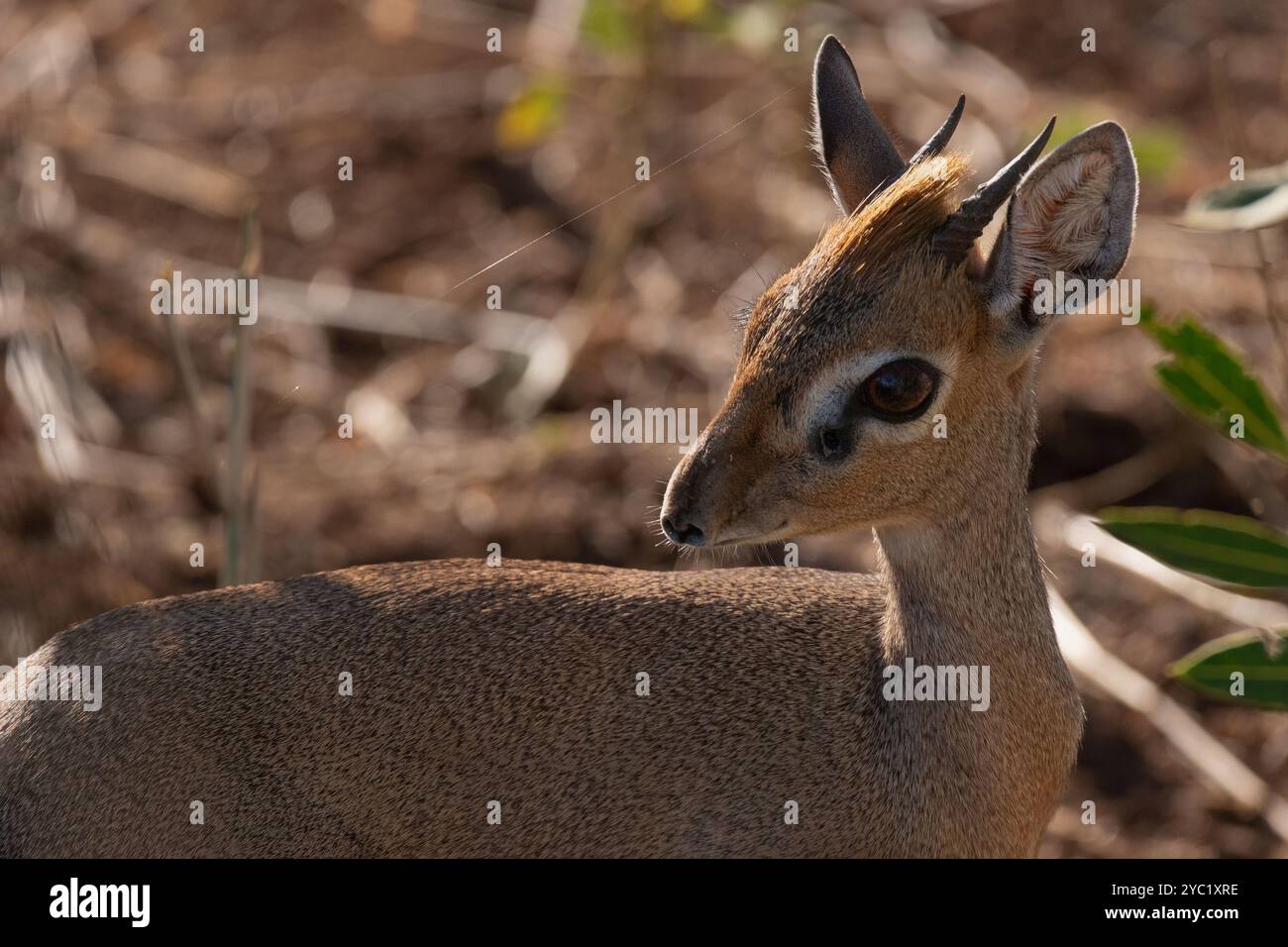 Kirk's Dik Dik, Madoqua (kirkii), Bovidae, Buffalo Spring Game Reserve, Samburu National Reserve ...