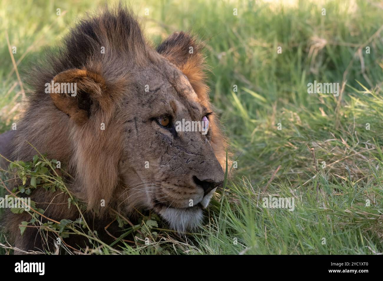 Male Lion,Panthera leo, Felidae, Buffalo Spring Game Reserve, Samburu ...