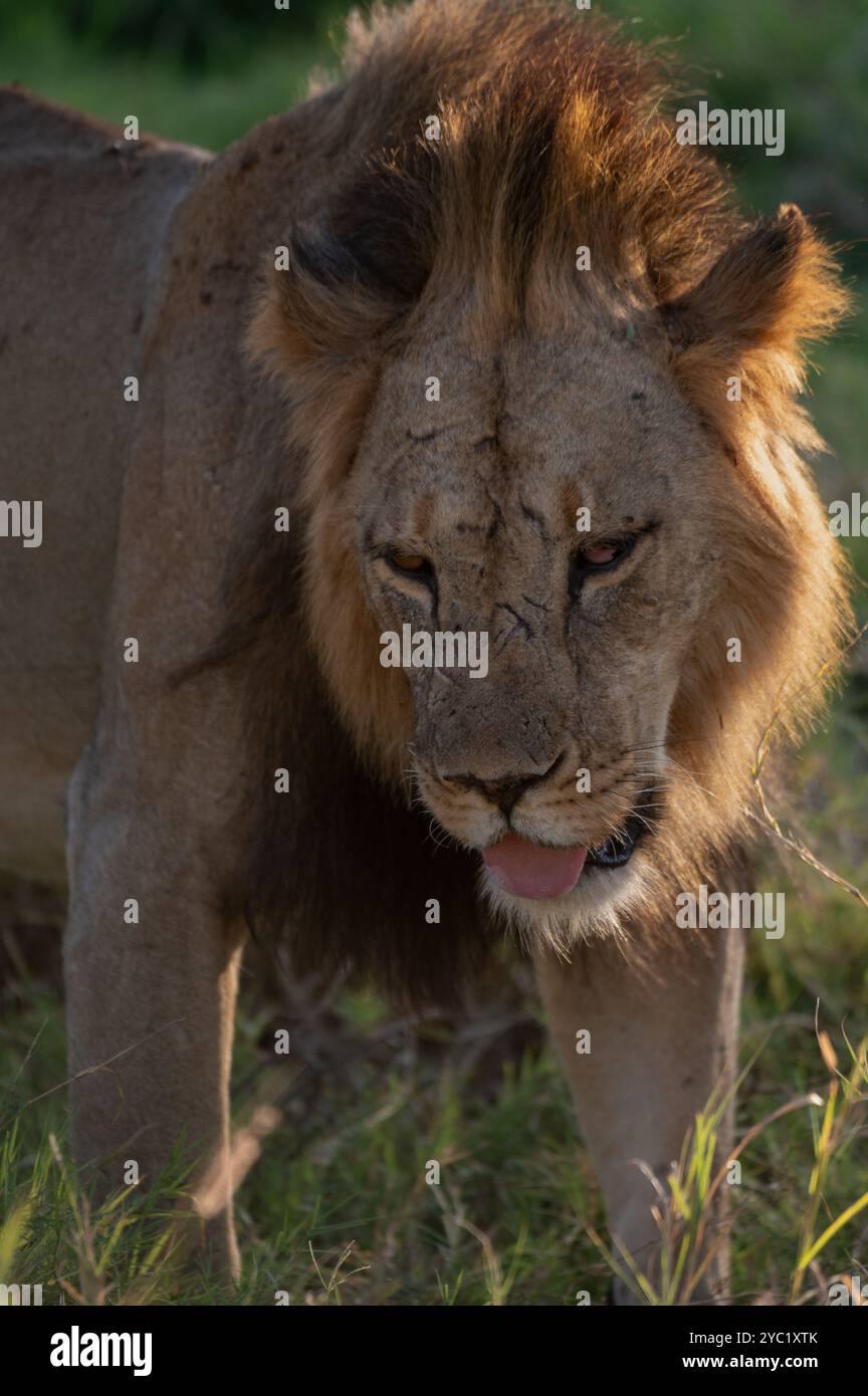 Male Lion,Panthera leo, Felidae, Buffalo Spring Game Reserve, Samburu ...