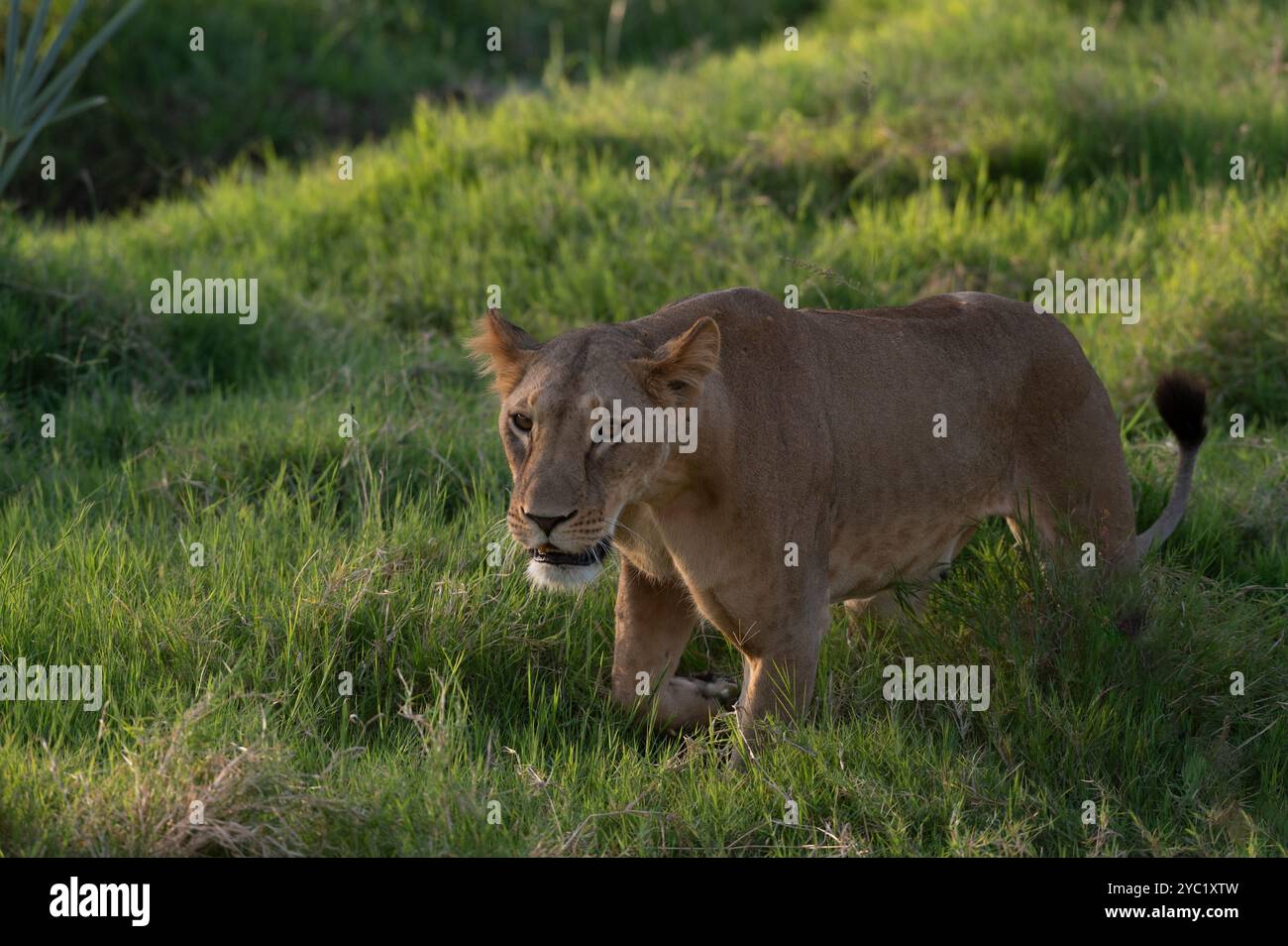 Female Lion,Panthera leo, Felidae, Buffalo Spring Game Reserve, Samburu ...