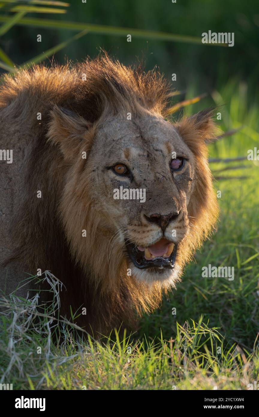 Male Lion,Panthera leo, Felidae, Buffalo Spring Game Reserve, Samburu ...