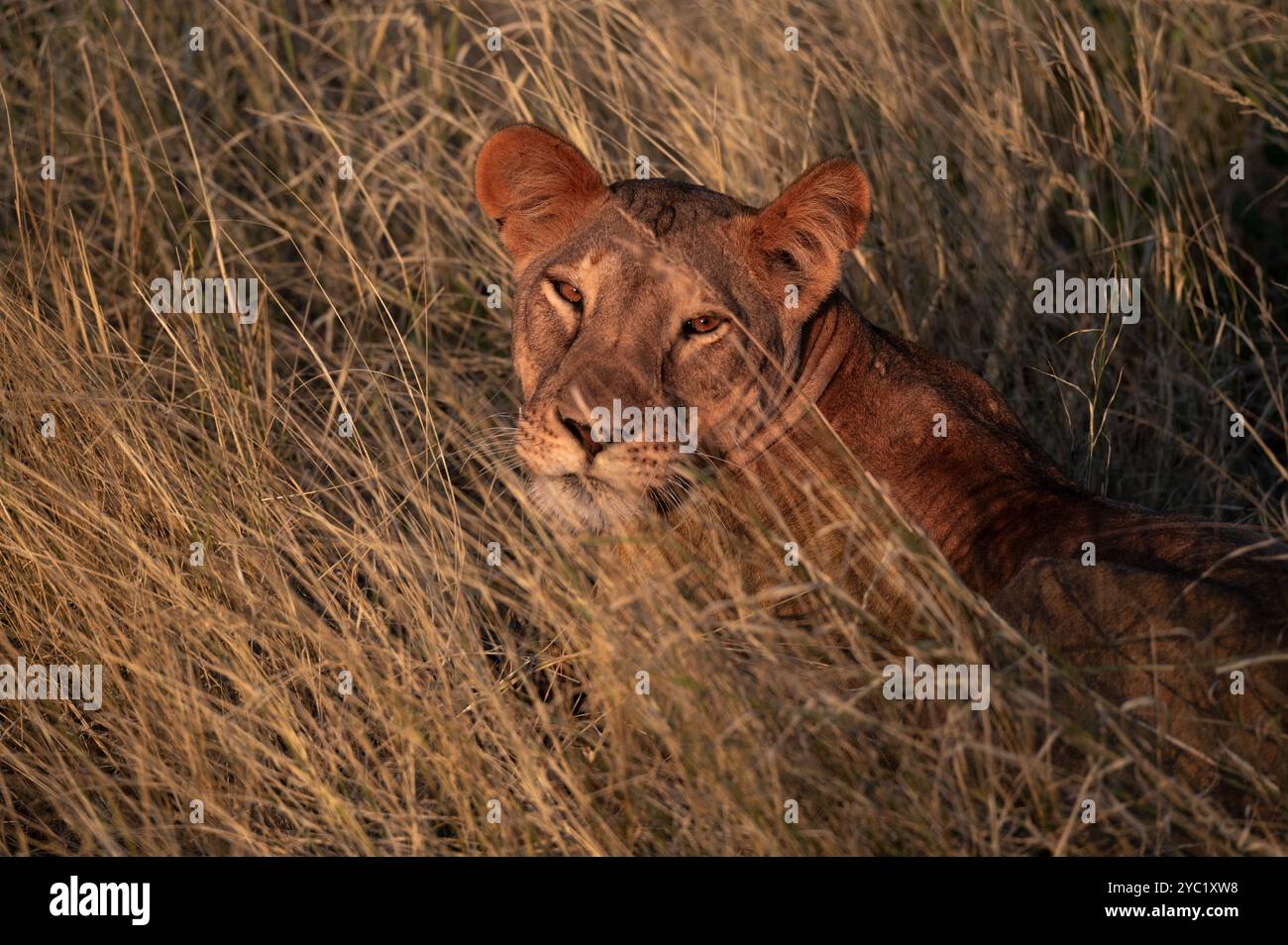 Female Lion,Panthera leo, Felidae, Buffalo Spring Game Reserve, Samburu ...
