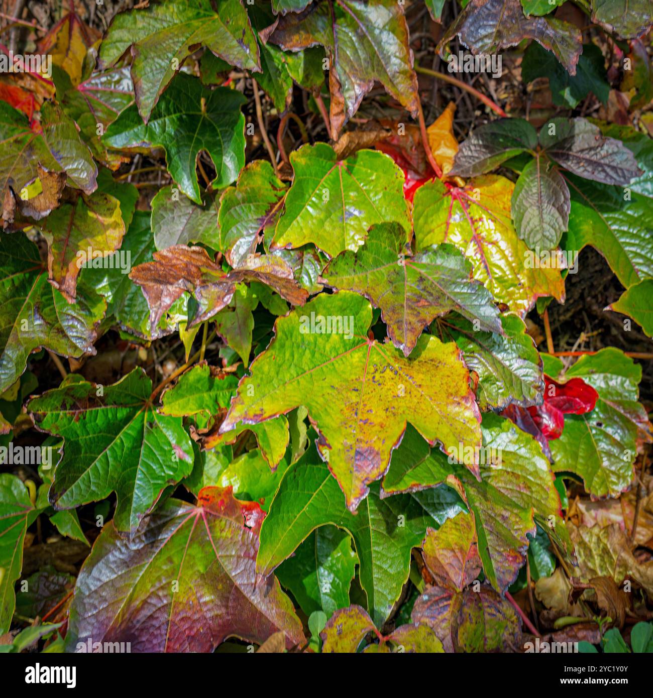Boston ivy leaves in autumn colour Stock Photo - Alamy