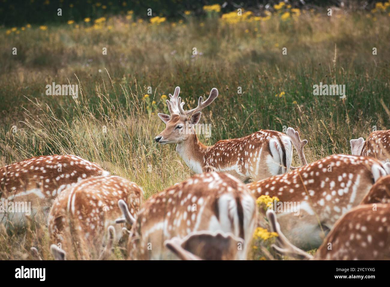 Flora animales salvajes hi-res stock photography and images - Alamy
