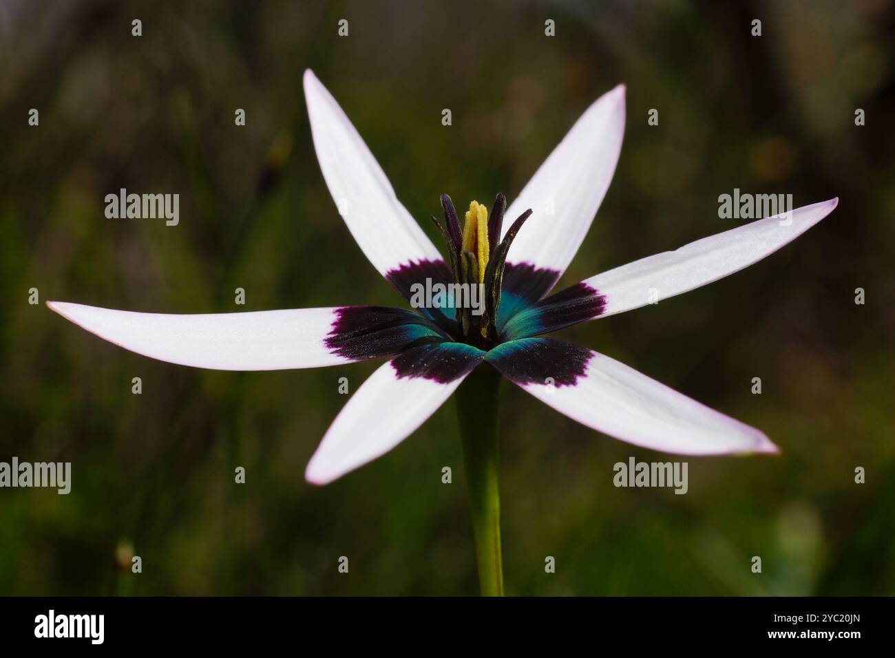 Iridescent Peacock flower, Pauridia capensis, with white petals and ...