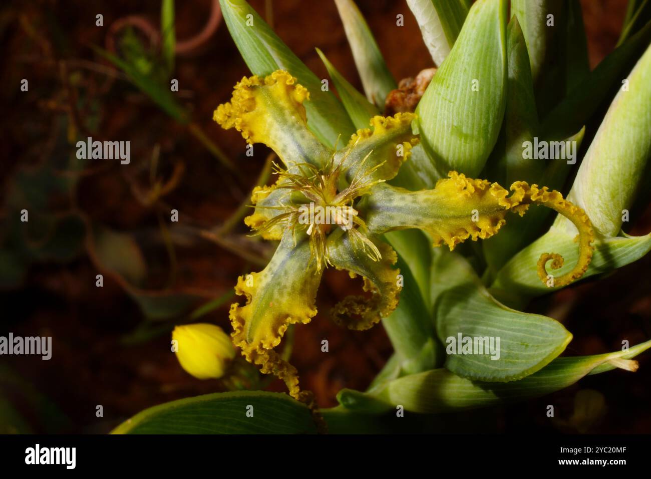 Flower of the Sheathing Spiderlily (Ferraria variabilis), a Starfish ...