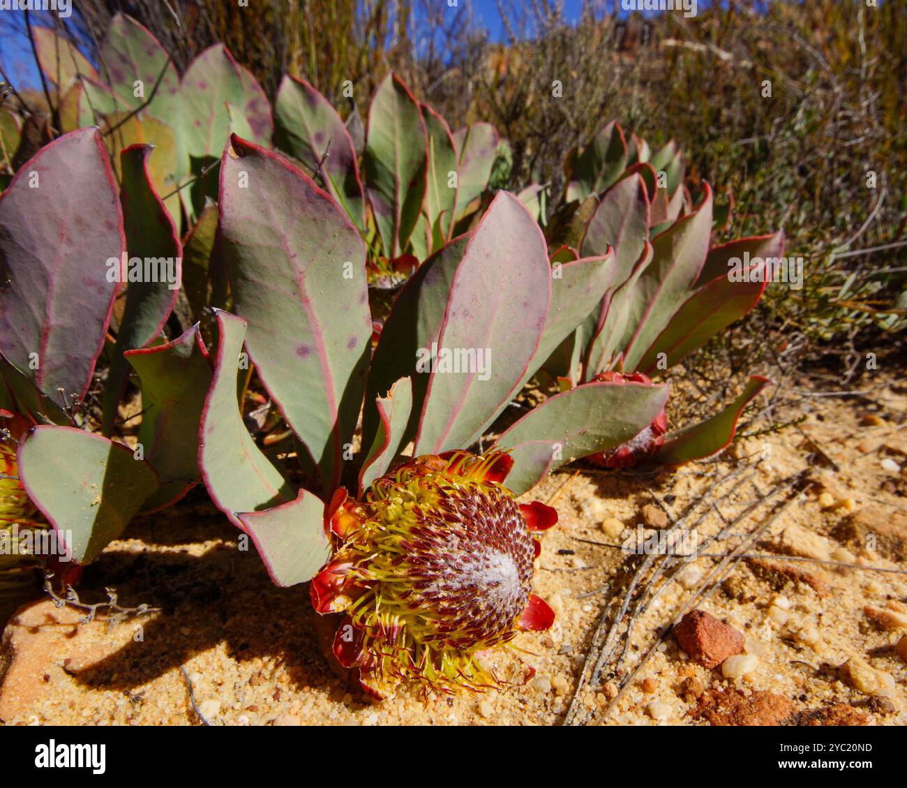 Common Ground Sugarbush (Protea acaulos), flowering plant, Western Cape ...