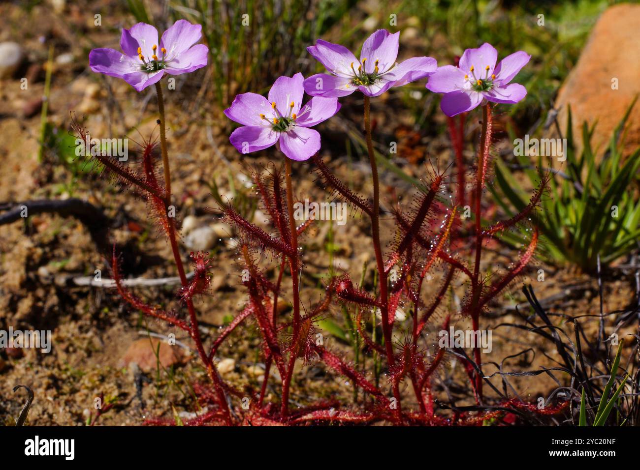Flowering plants of the carnivorous poppy-flowered sundew (Drosera ...