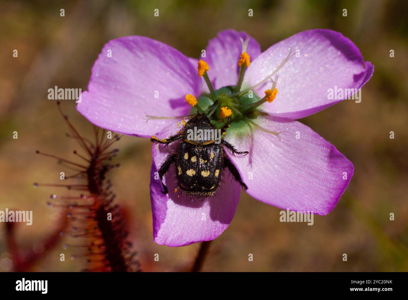 Pink flower of the carnivorous poppy-flowered sundew (Drosera ...