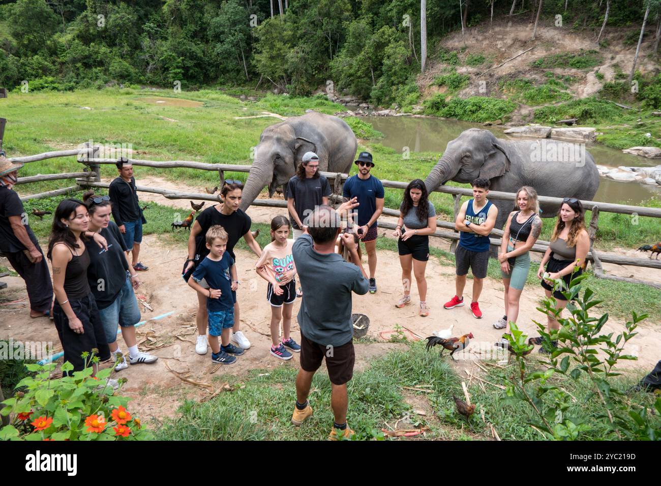 Asian elephants in ethical elephant sanctuary near Chiang Mai, Thailand ...