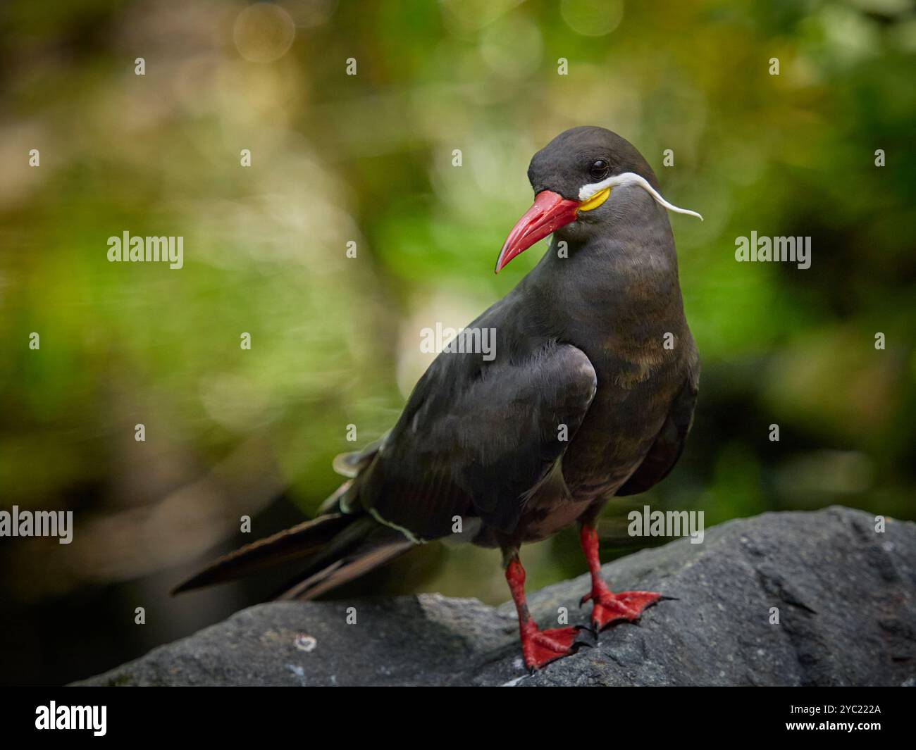 Inca Tern (Larosterna Inca) Animal portrait, Germany. Portrait of bird ...