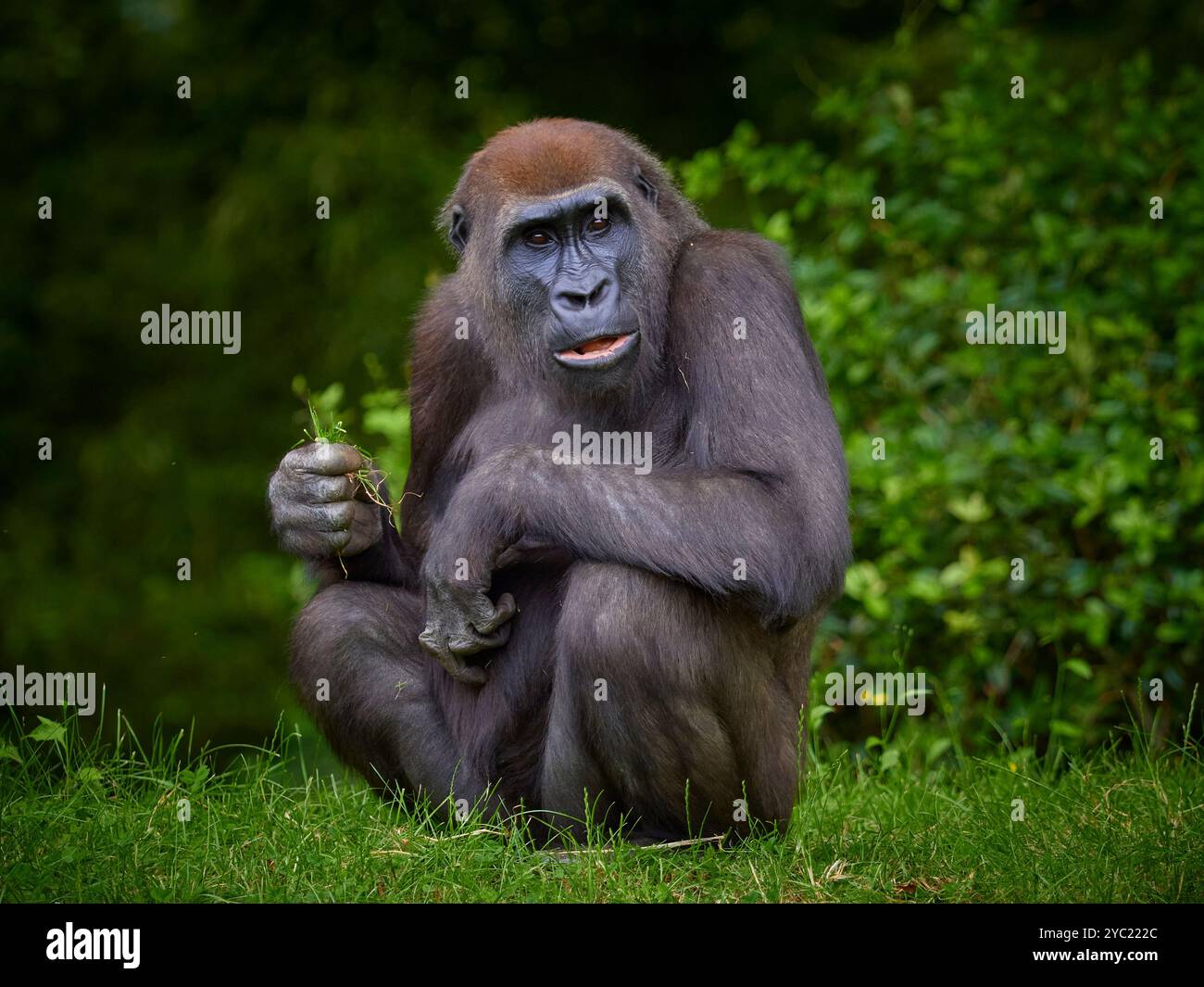 Portrait of gorilla female eating on green forest background. Portrait ...