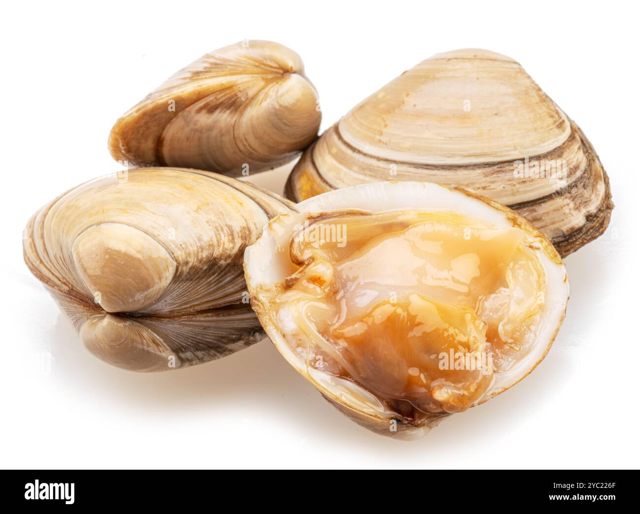 Closed clams hi-res stock photography and images - Alamy