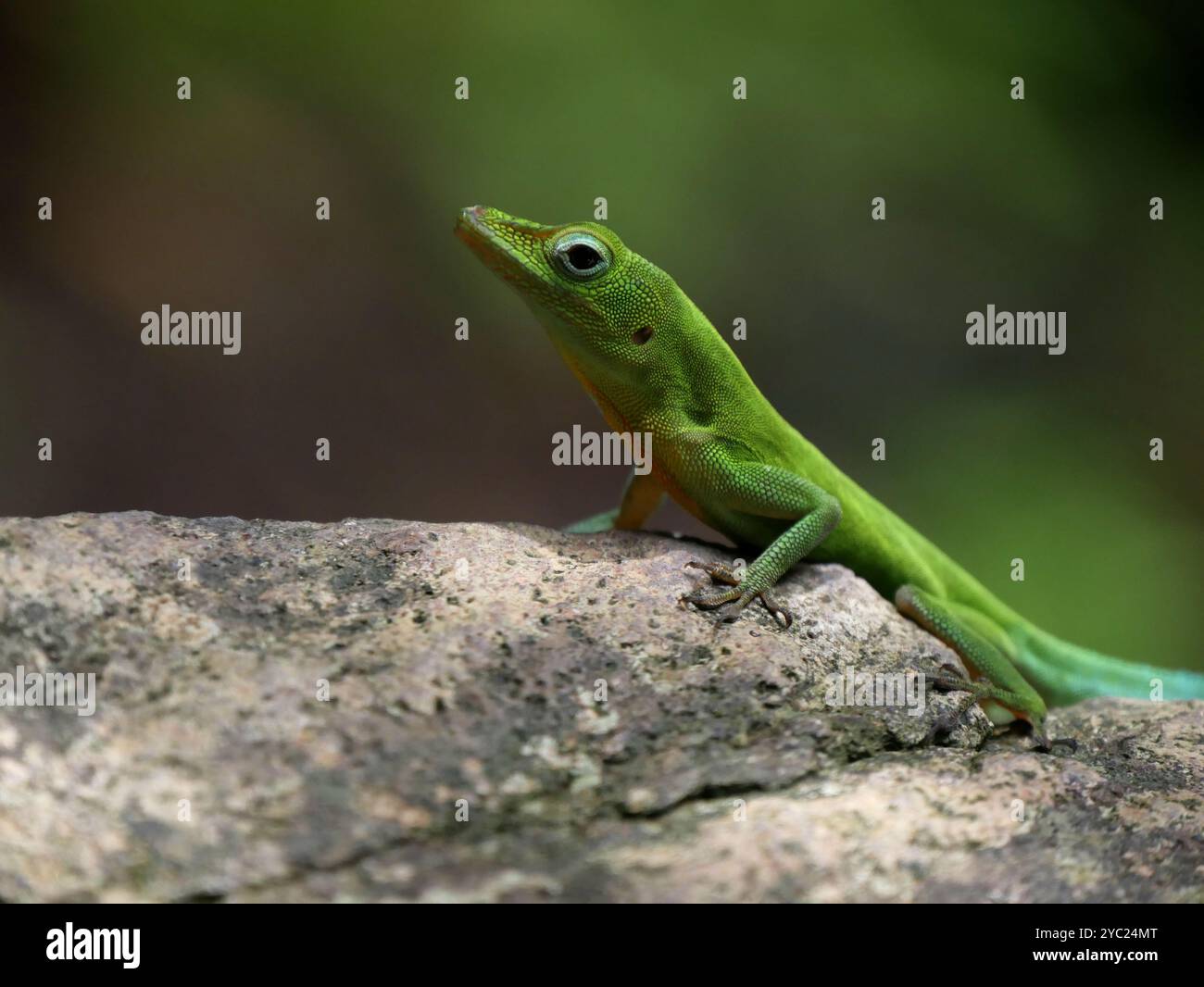 Ctenonotus marmoratus hi-res stock photography and images - Alamy
