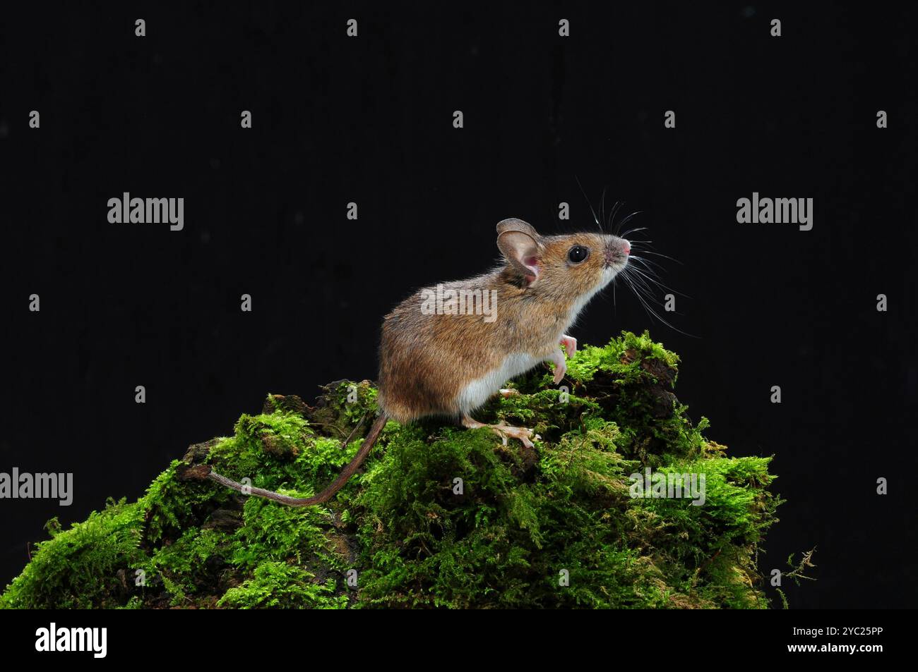 Adult wood mouse in winter apodemus sylvaticus Stock Photo - Alamy