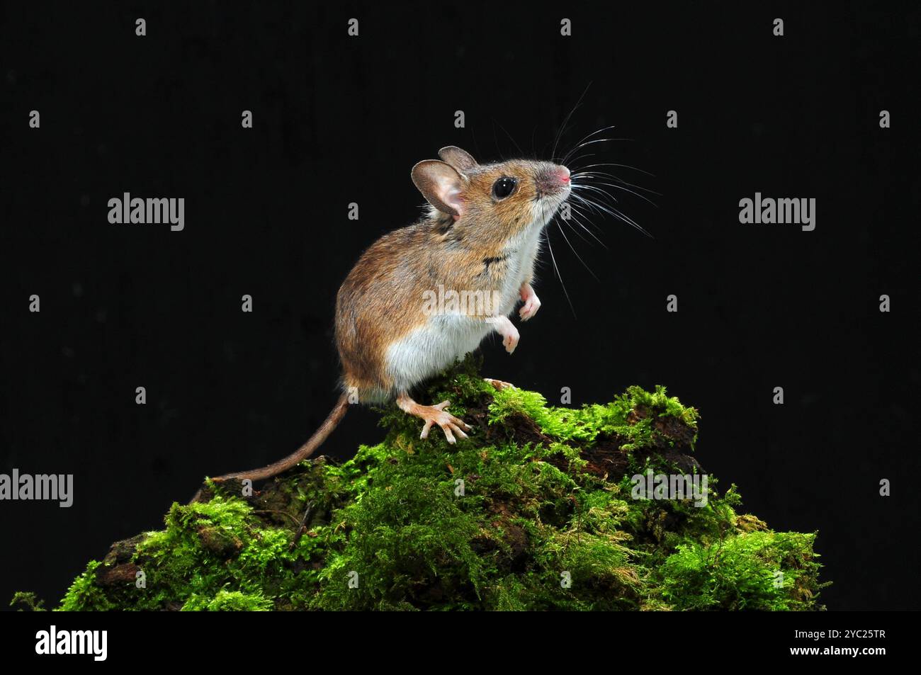Adult wood mouse in winter apodemus sylvaticus Stock Photo - Alamy