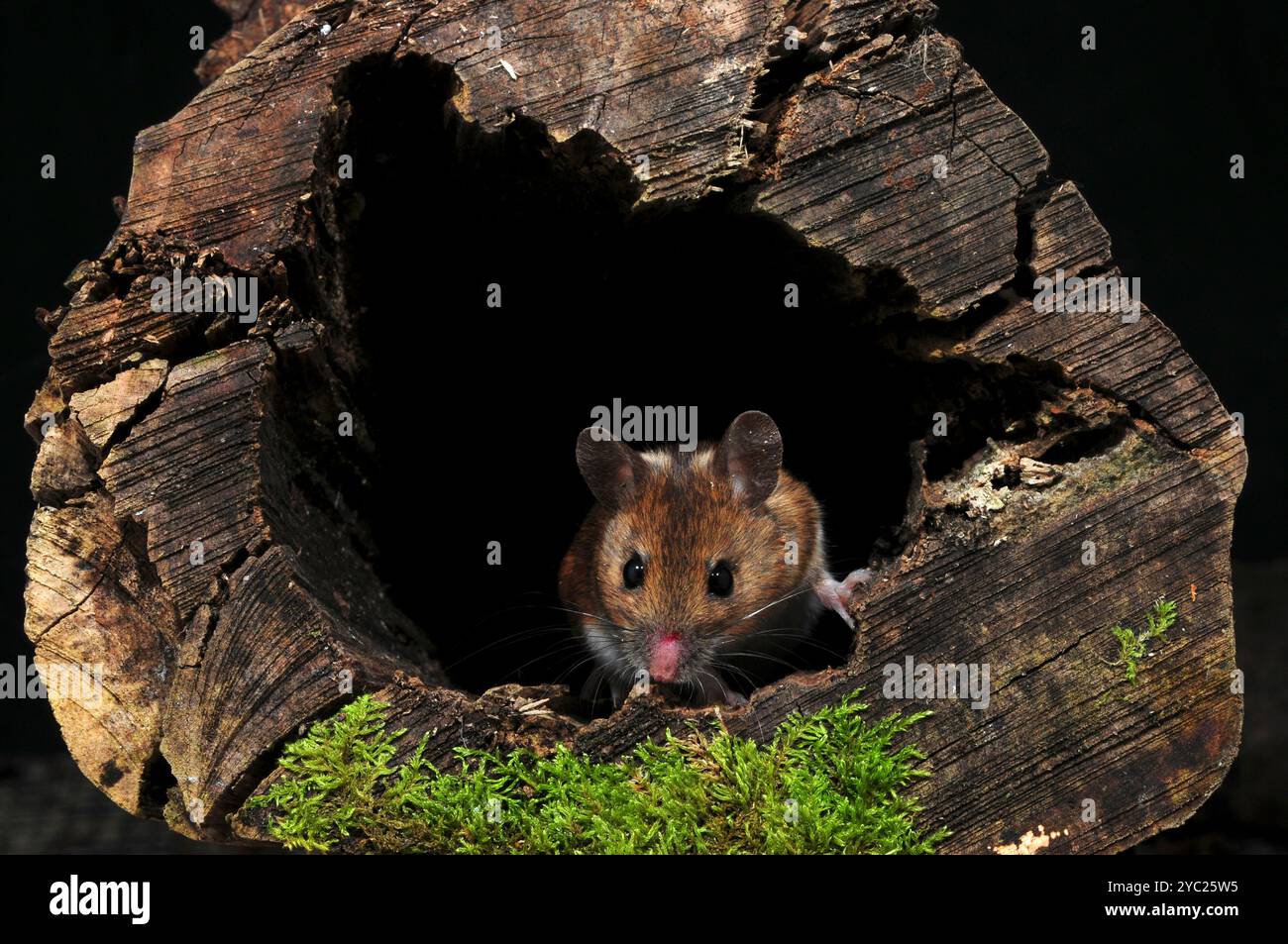 Adult wood mouse in winter apodemus sylvaticus Stock Photo - Alamy