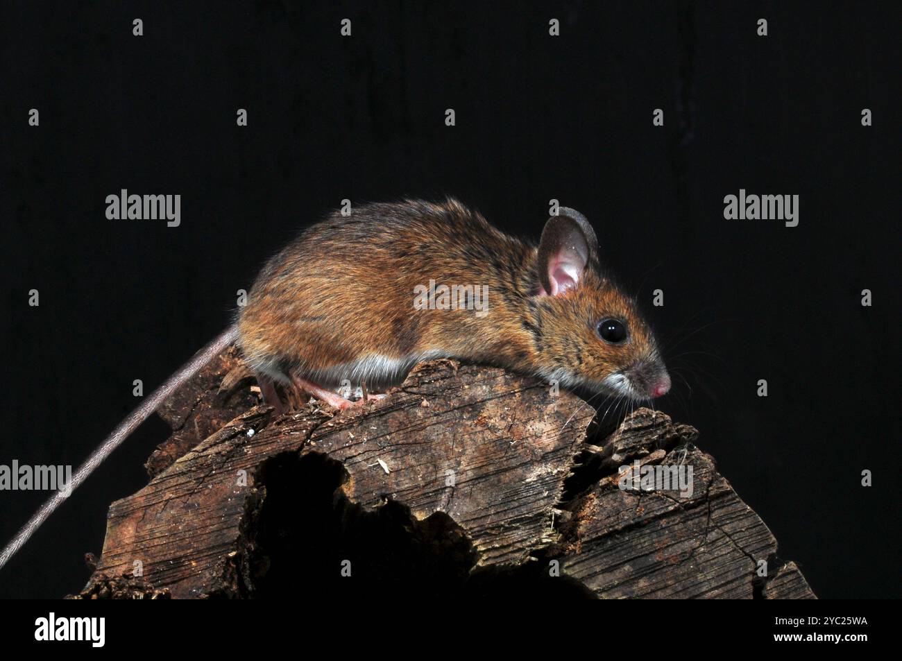 Adult wood mouse hi-res stock photography and images - Alamy